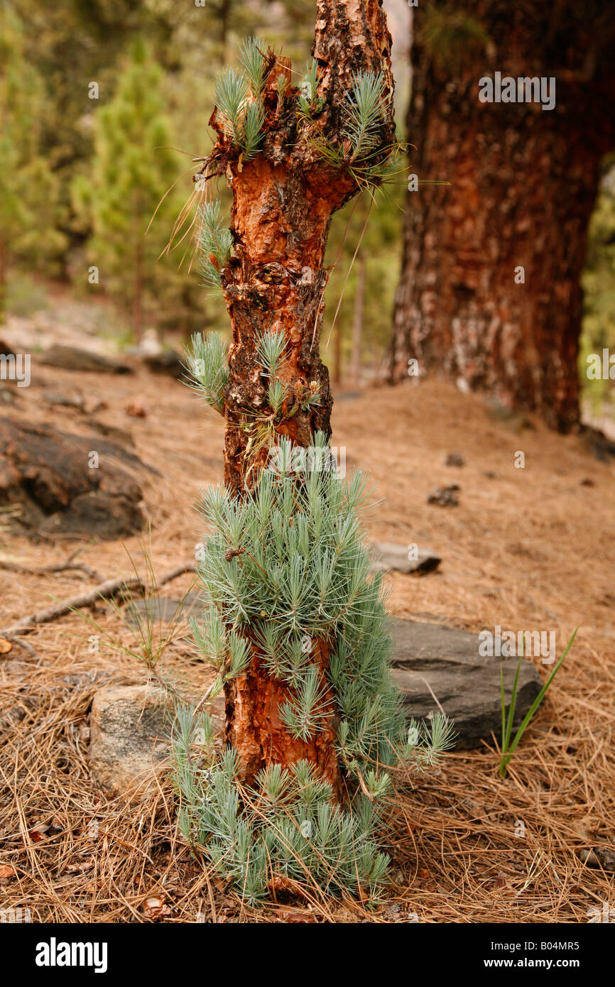 Young pine tree with needles sprouting from the trunk in a pine forest ...