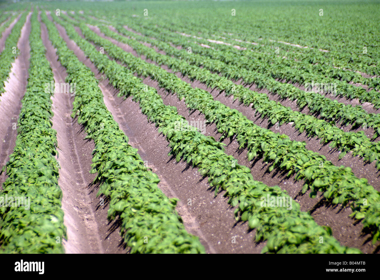 field of crops in neat rows Stock Photo - Alamy
