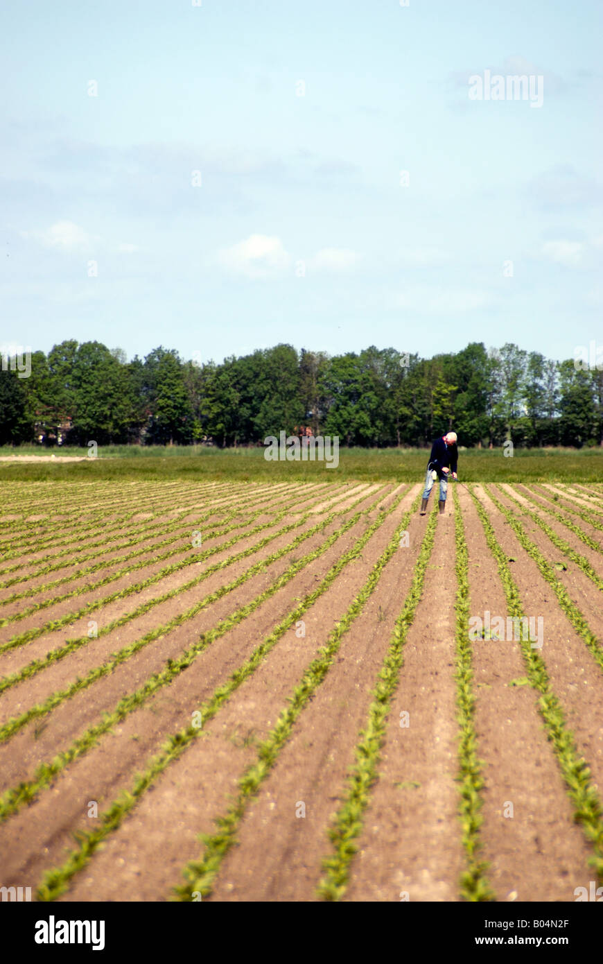 farmer spraying crop by hand in field Stock Photo - Alamy