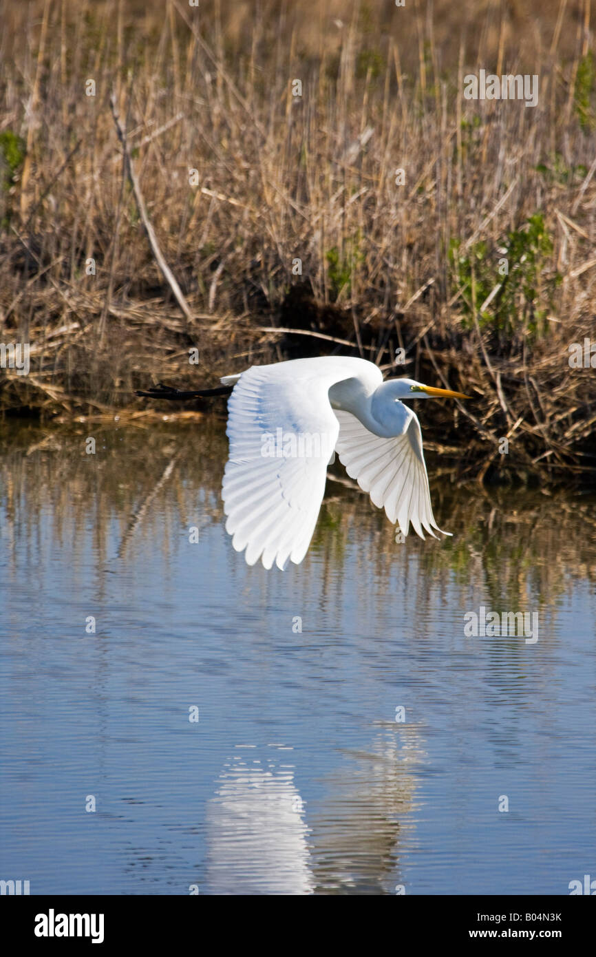 Flying common egret hi-res stock photography and images - Alamy