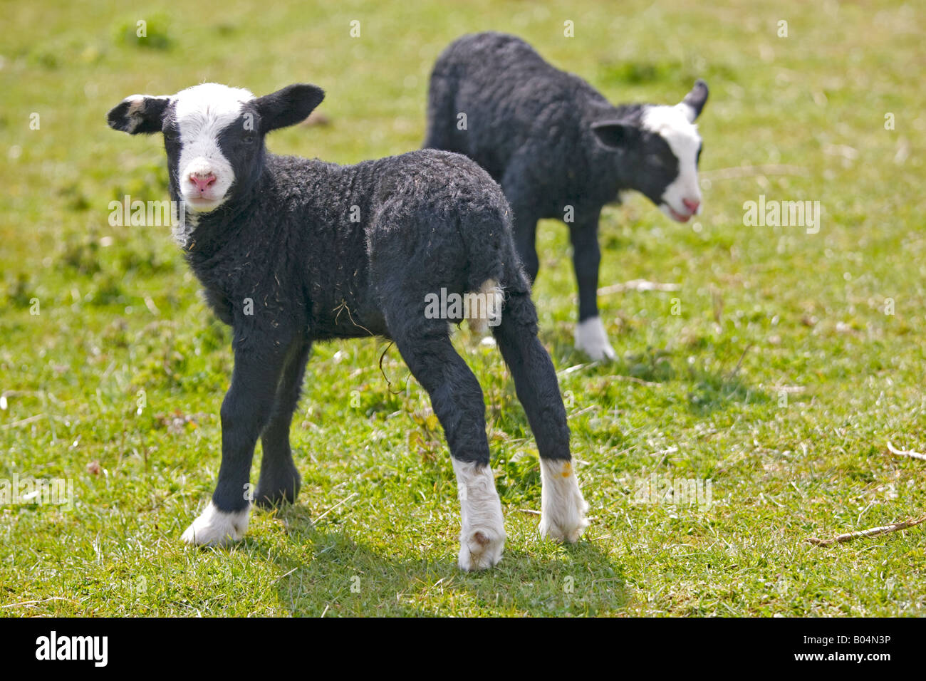 Two dutch white lambs hi-res stock photography and images - Alamy