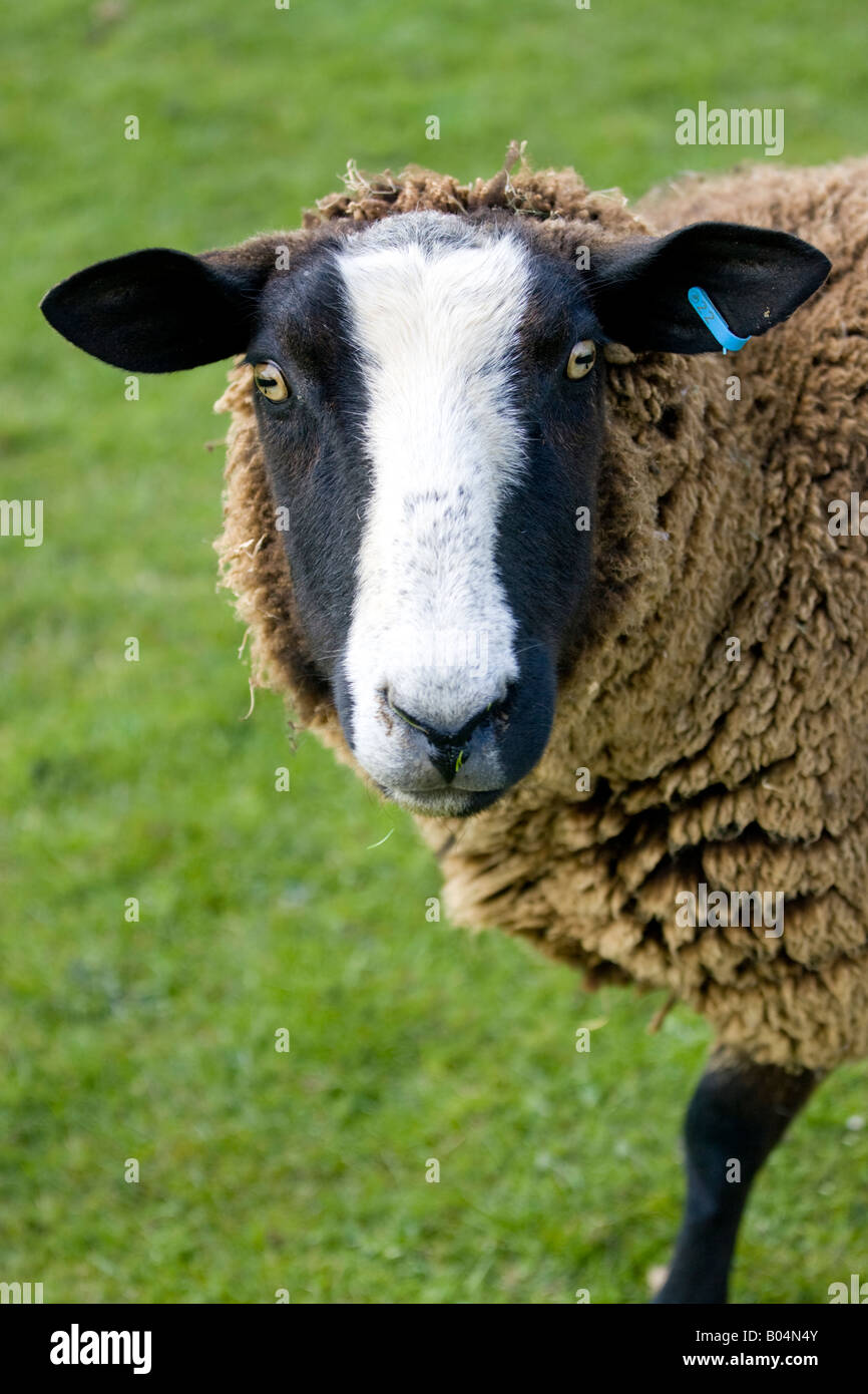 Head of Zwartbles sheep Stock Photo - Alamy
