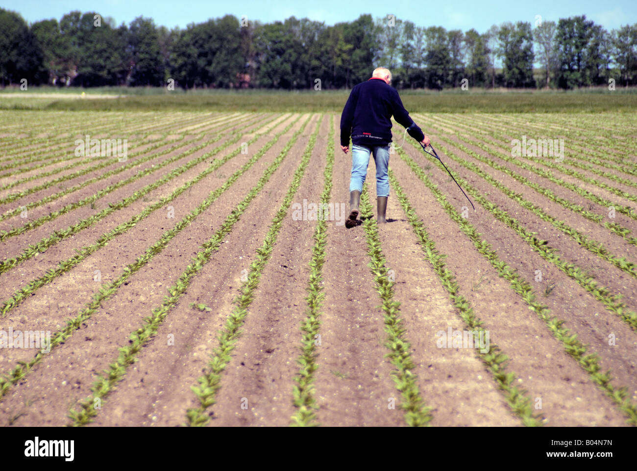 farmer spraying crop by hand in field Stock Photo - Alamy
