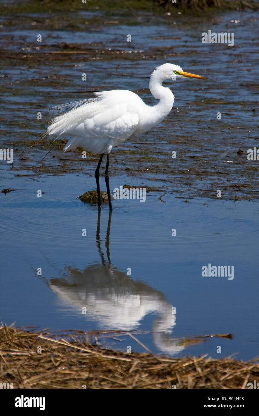 Great egret standing hi-res stock photography and images - Alamy