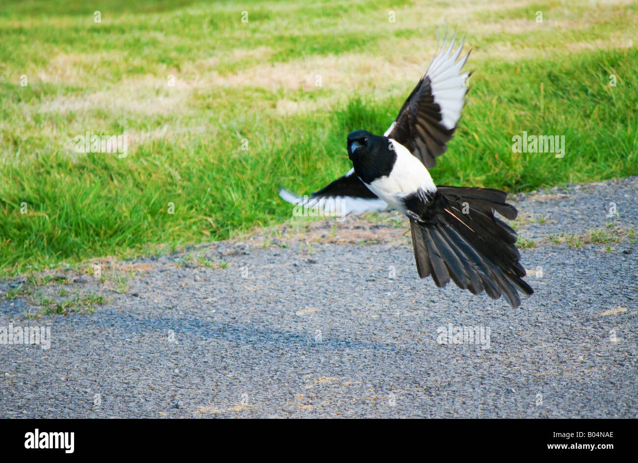 Magpie flying hi-res stock photography and images - Alamy