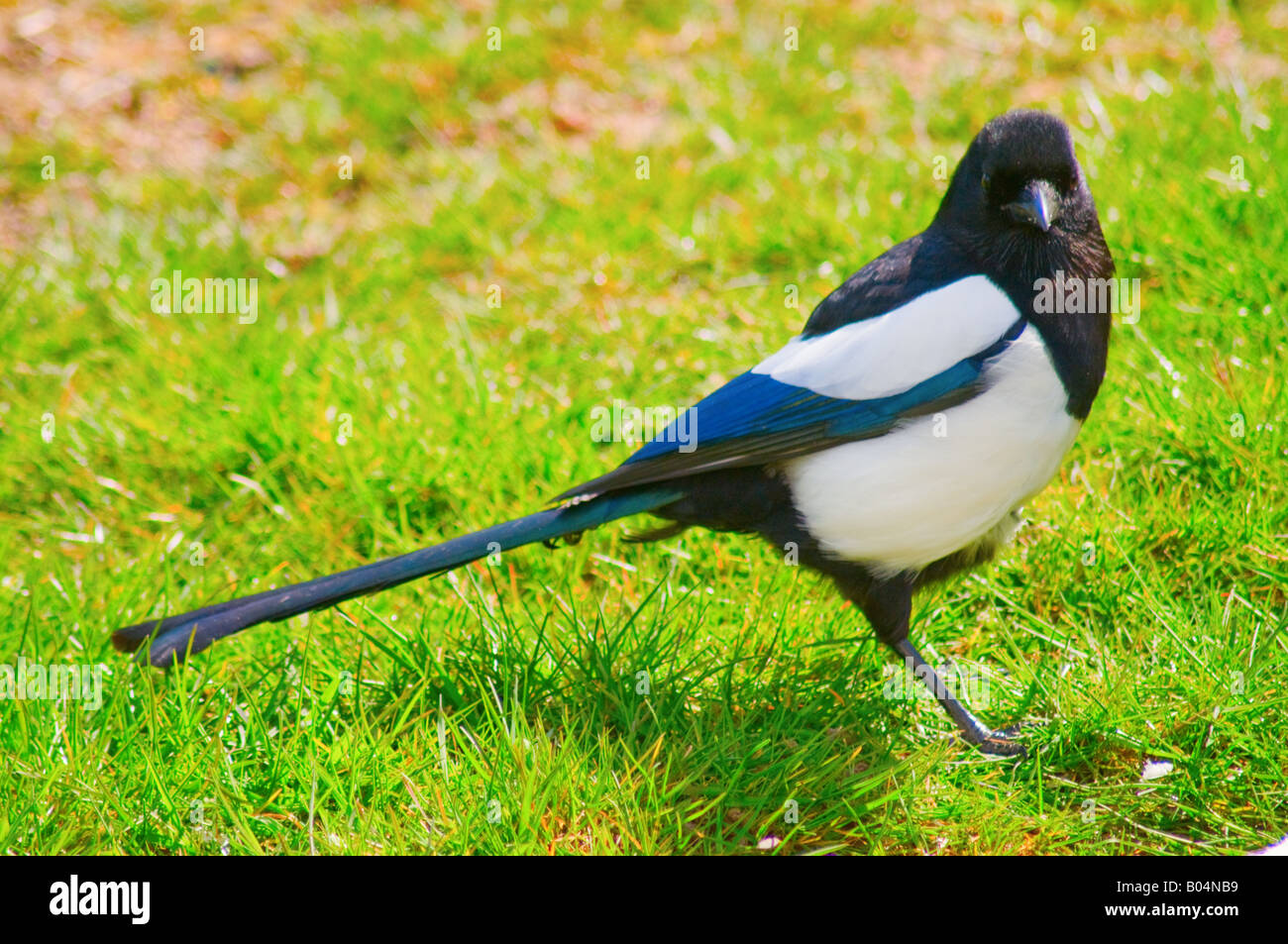 Close up of a single magpie (2 Stock Photo - Alamy