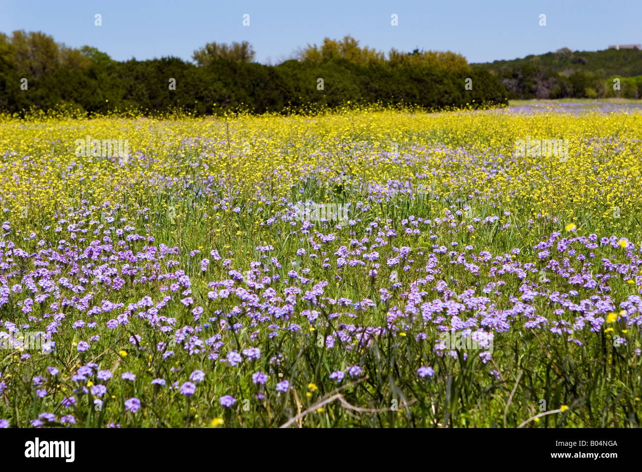 Field of Wildflowers Stock Photo - Alamy
