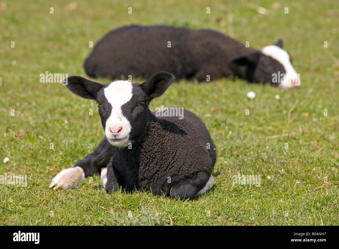 Zwartbles lambs laying in field Stock Photo - Alamy