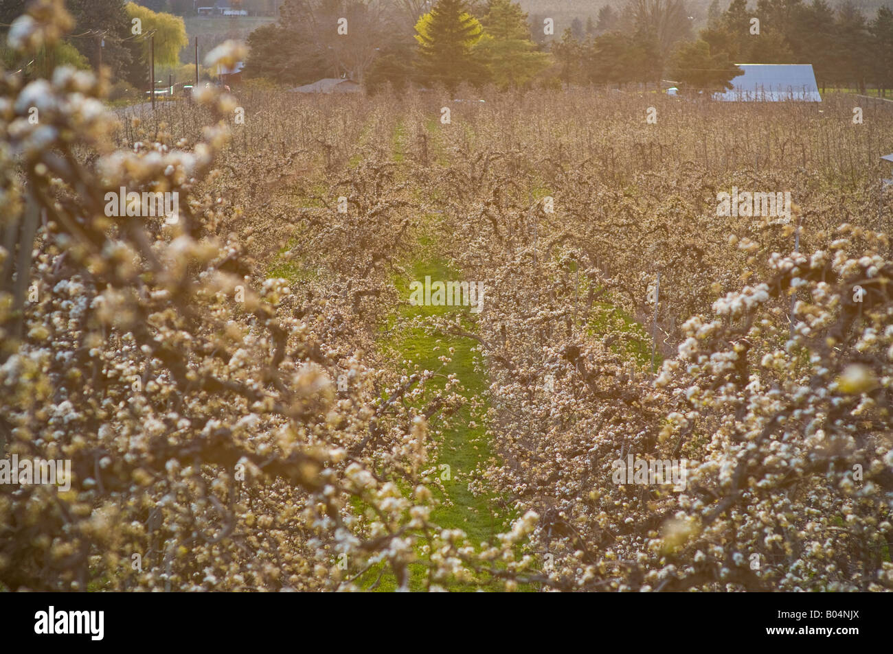 Cherry trees in bloom in Hood River Oregon Stock Photo - Alamy