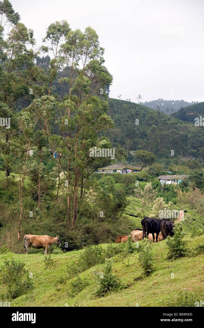 Cows in high altitude meadow and pasture land near cottages nestling in ...