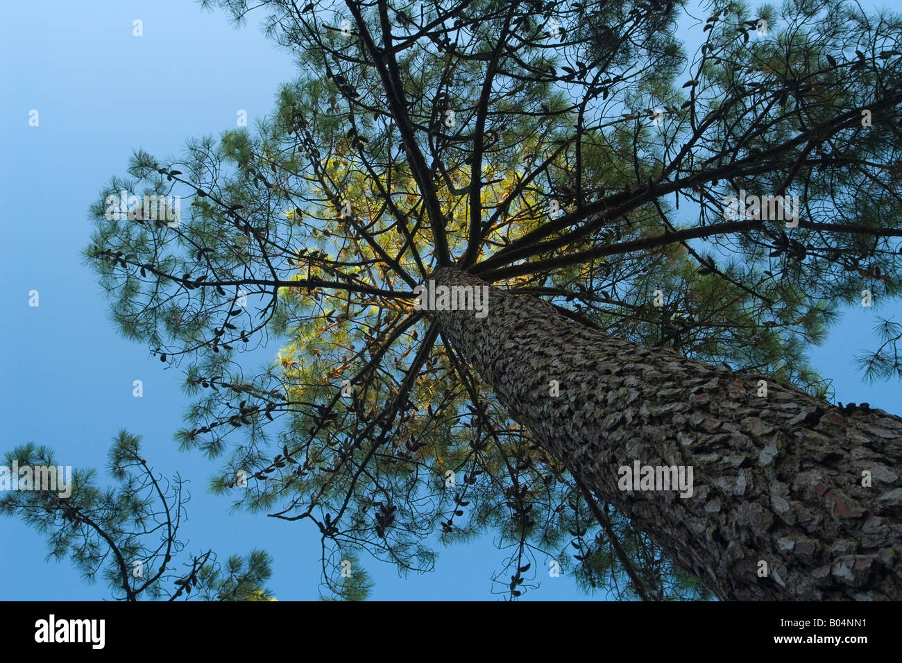 Pinus pinea branch hi-res stock photography and images - Alamy