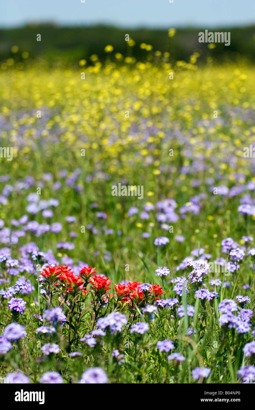 Texas native wildflowers hi-res stock photography and images - Alamy
