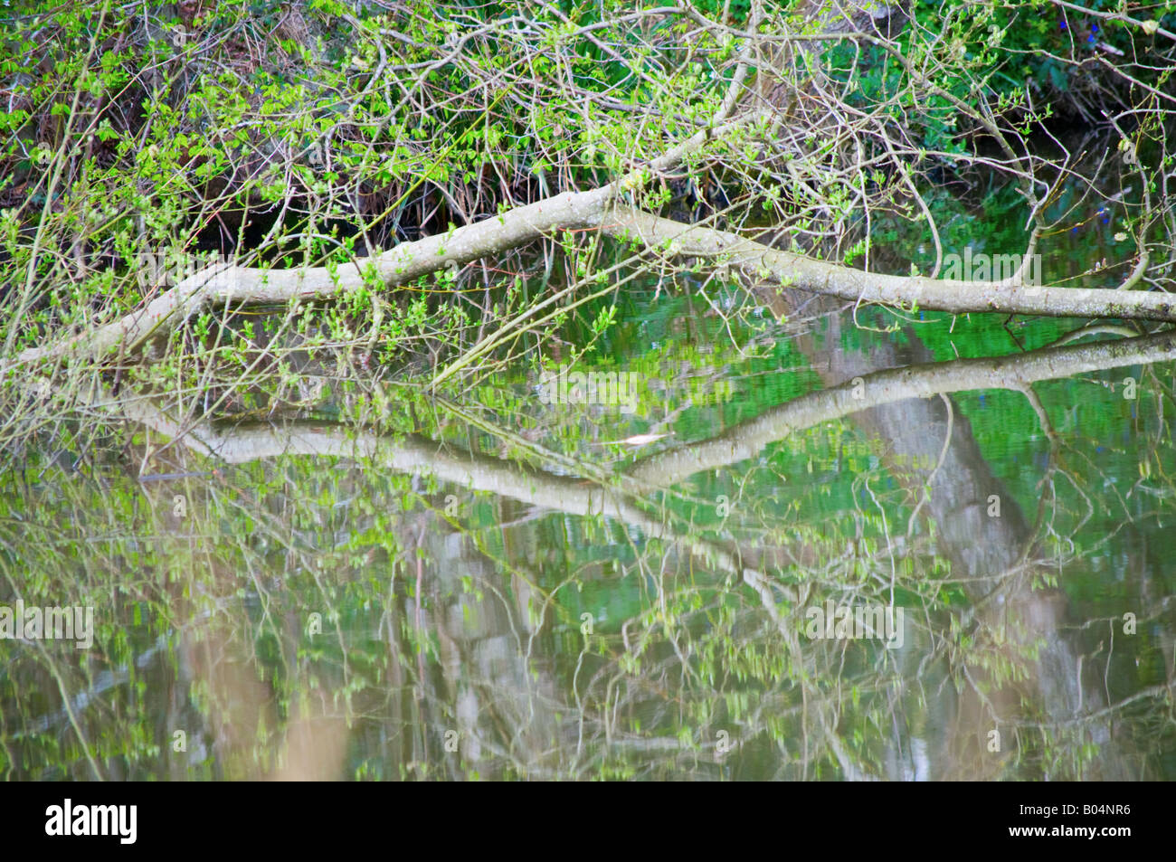 Pond with tree reflection hi-res stock photography and images - Alamy