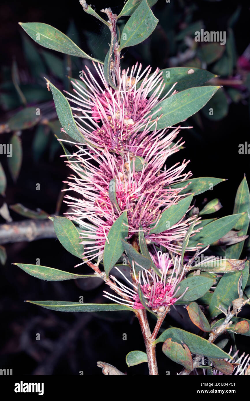 Hakea myrtoides hi-res stock photography and images - Alamy