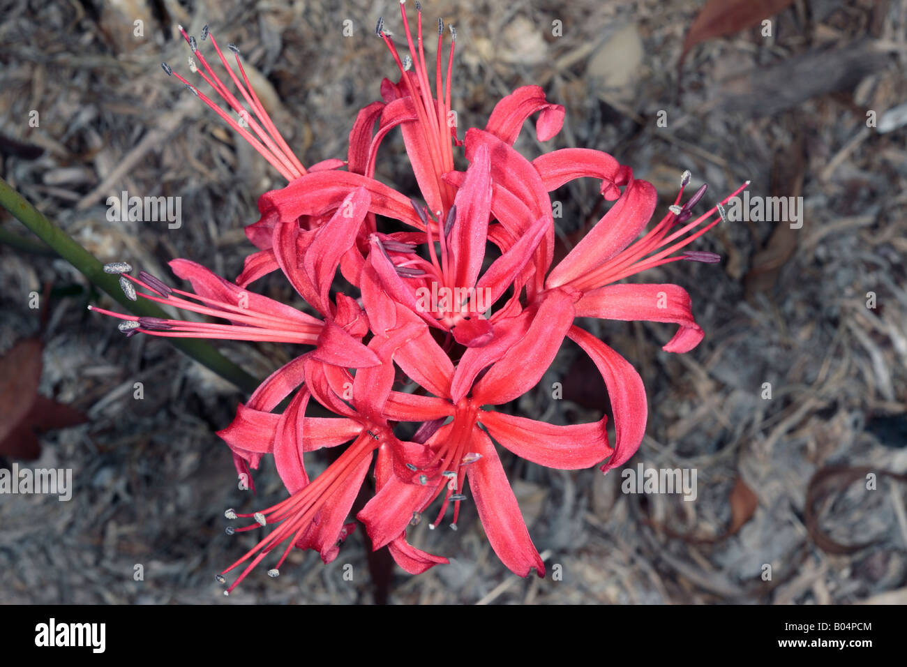 Red Nerina/ Red nerine/Guernsey Lily-Nerine sarniensis-Family ...