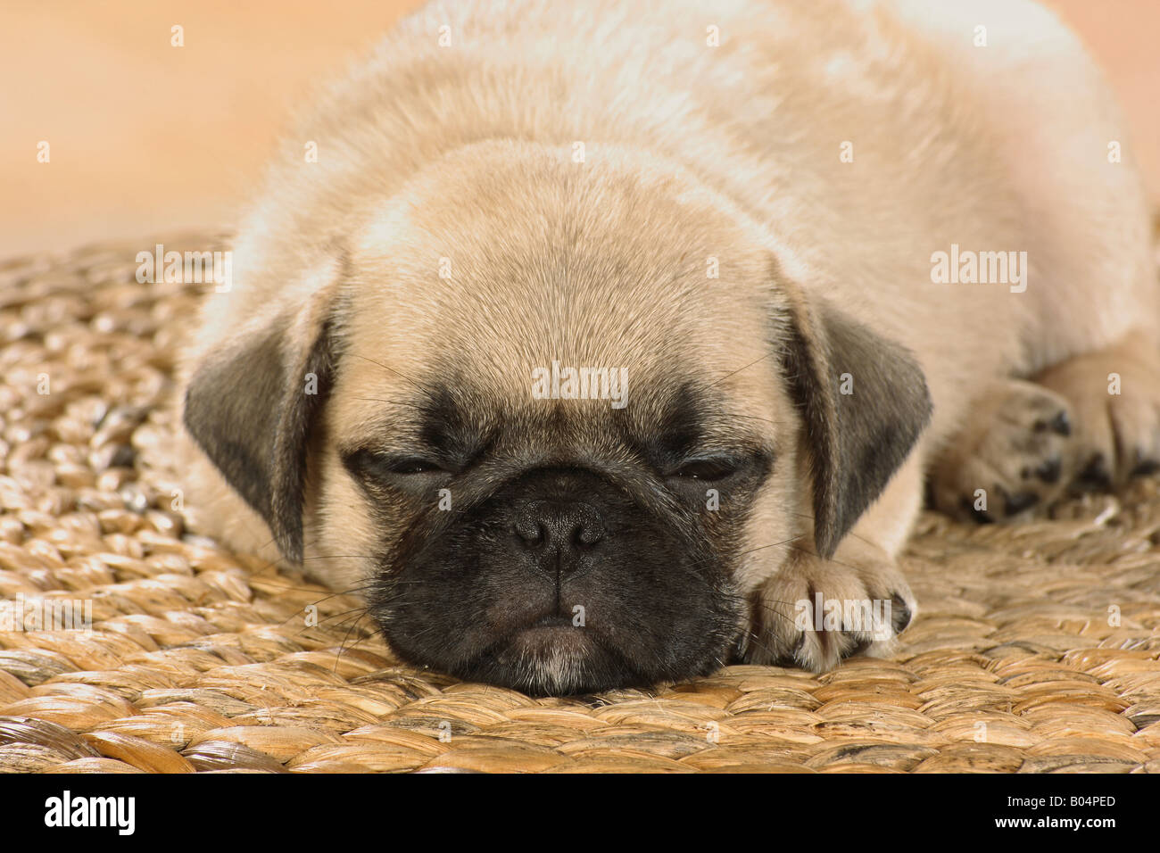 pug - sleeping on basket Stock Photo - Alamy