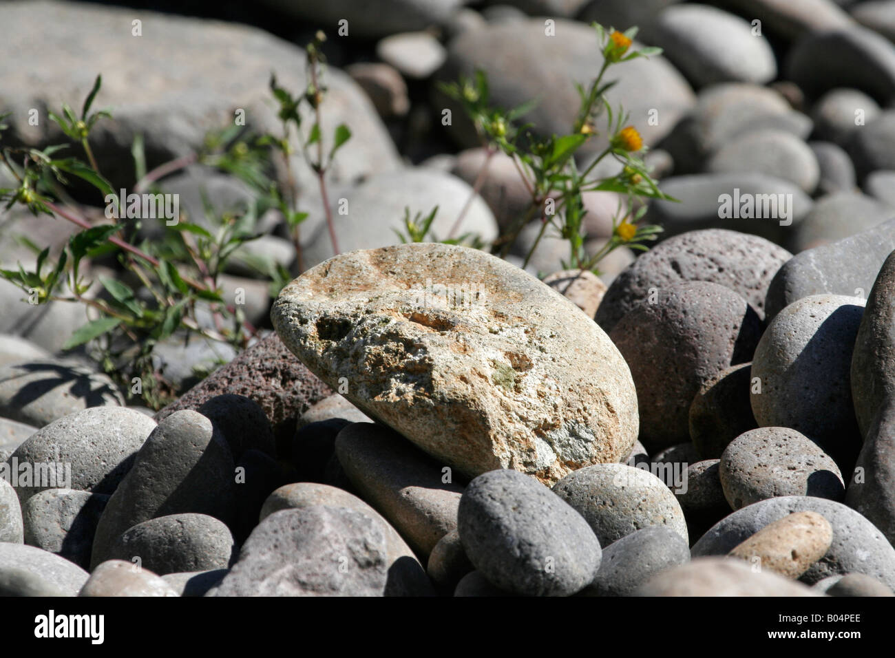 Smooth round river rocks hi-res stock photography and images - Alamy