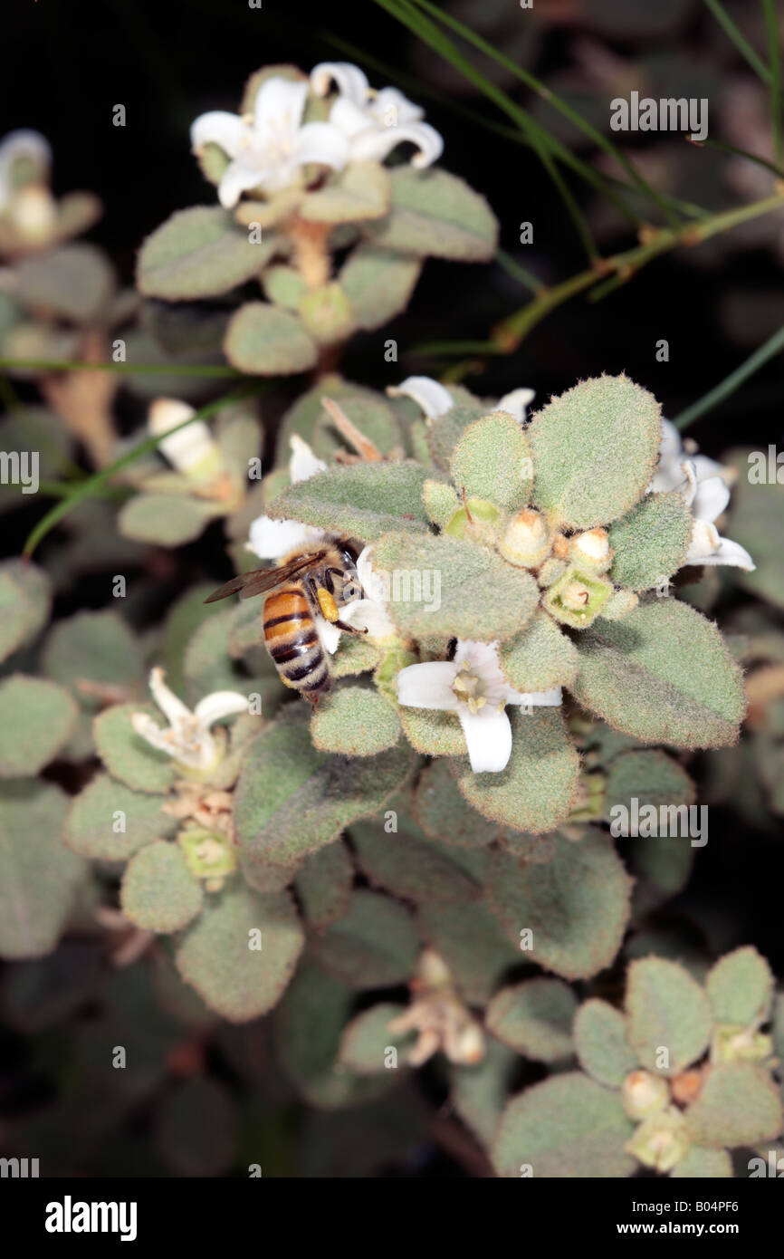 White Correa and Honey Bee-Correa alba and Apis mellifera-Family ...