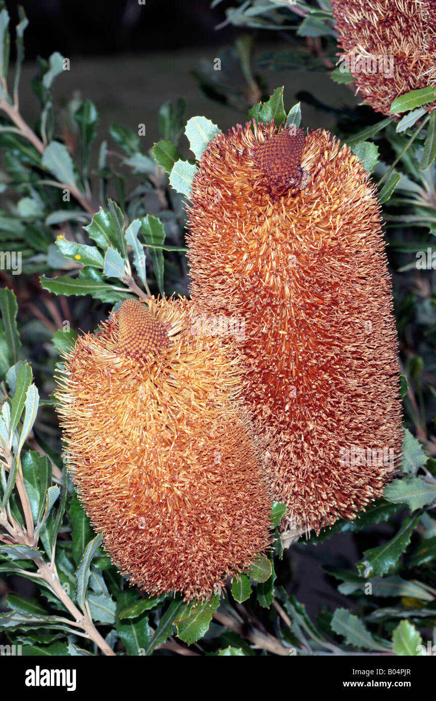 Banksia banksias shrub shrubs hi-res stock photography and images - Alamy