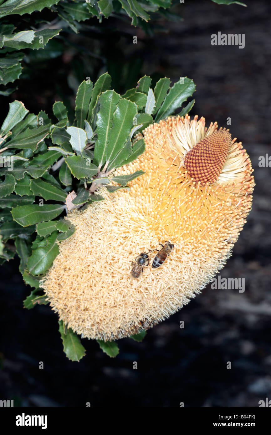 Banksia banksias shrub shrubs hi-res stock photography and images - Alamy