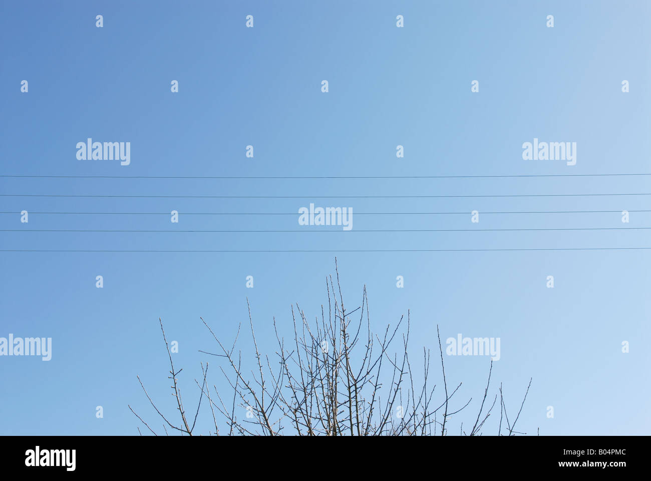 TREE UNDER POWER LINES Stock Photo - Alamy