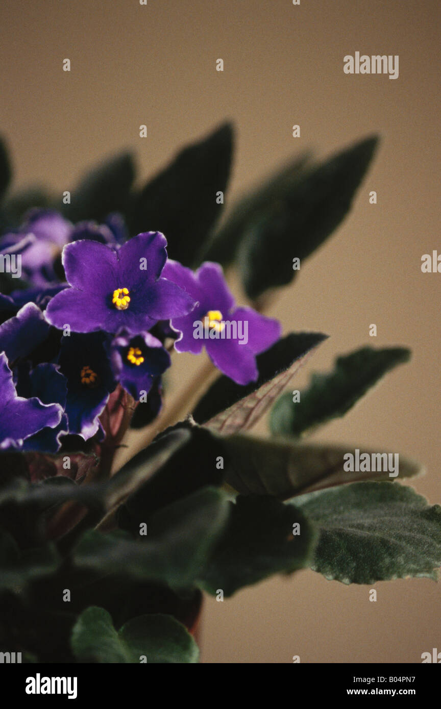 African violet leaf cutting hi-res stock photography and images - Alamy