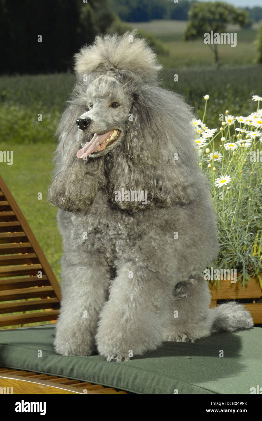 Standard poodle - sitting on deck chair Stock Photo - Alamy
