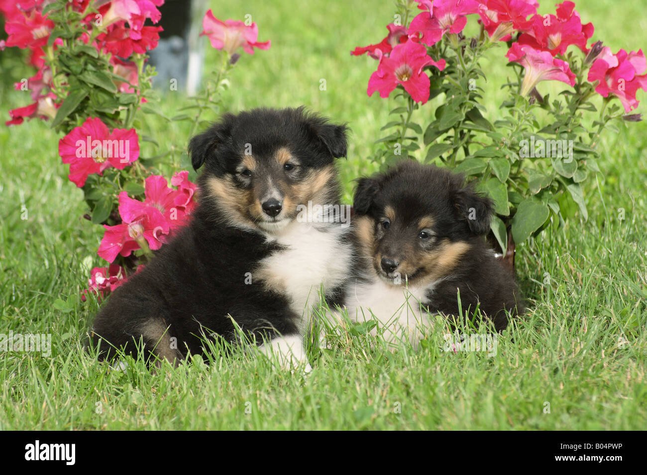 Sheltie - two puppies sitting in front of flowers Stock Photo - Alamy