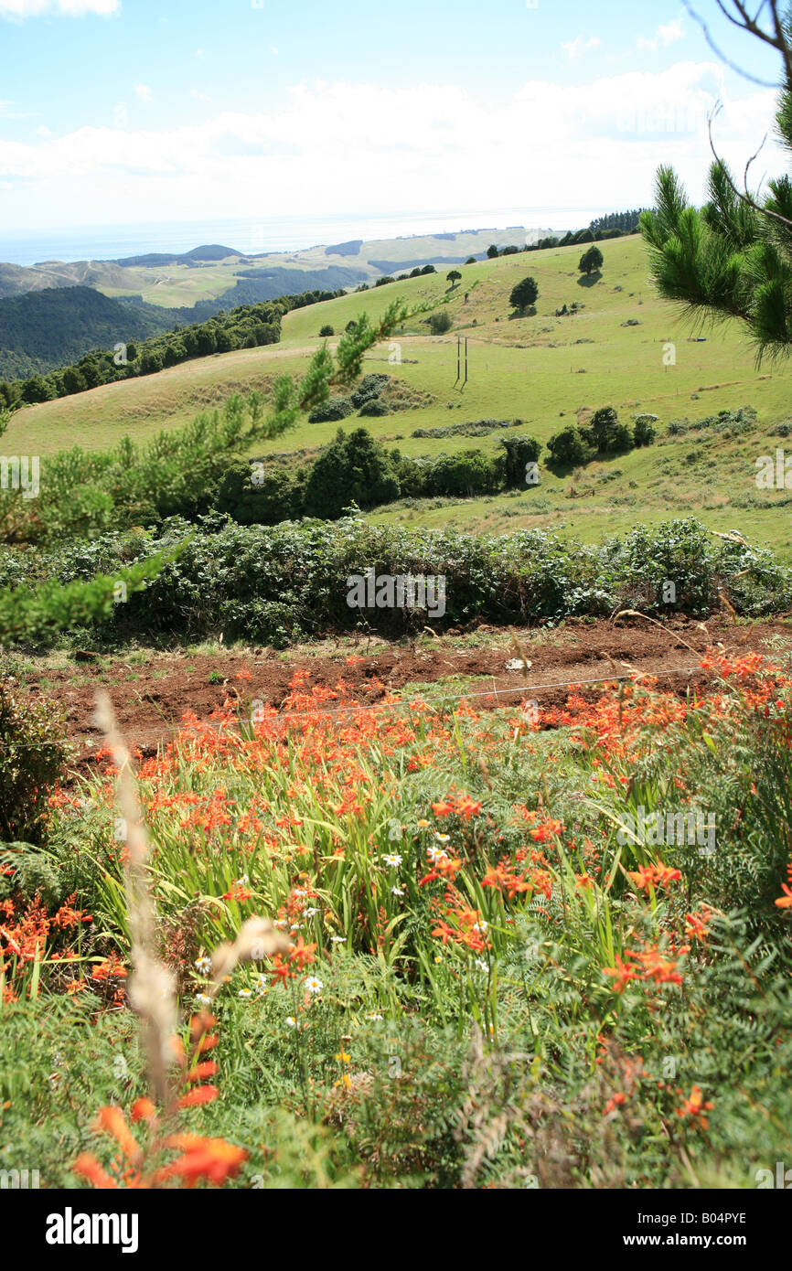 View to coast after first forest south of Pakanae North Island New ...