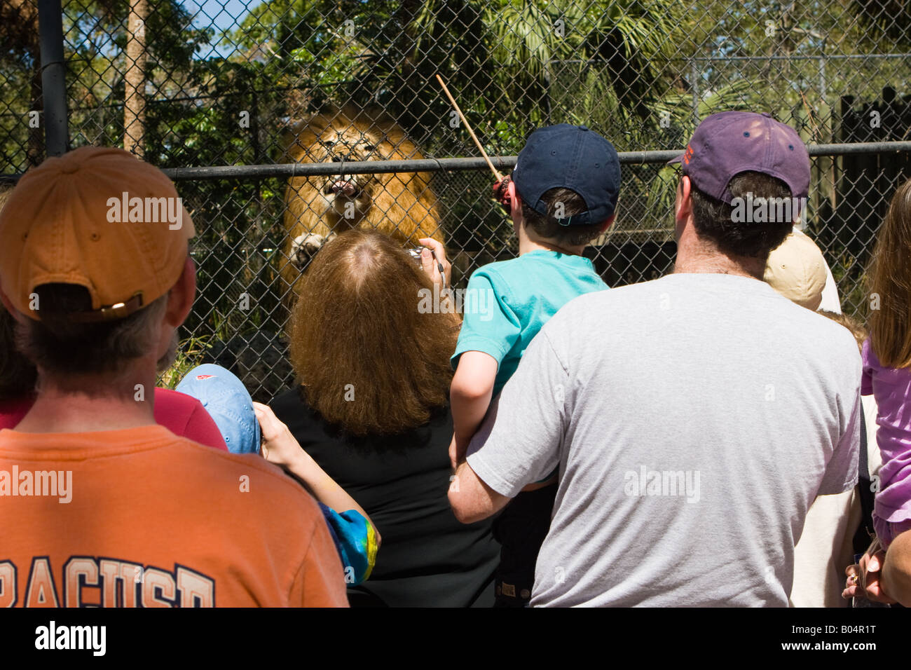 People Looking at Lion in Zoo Stock Photo - Alamy