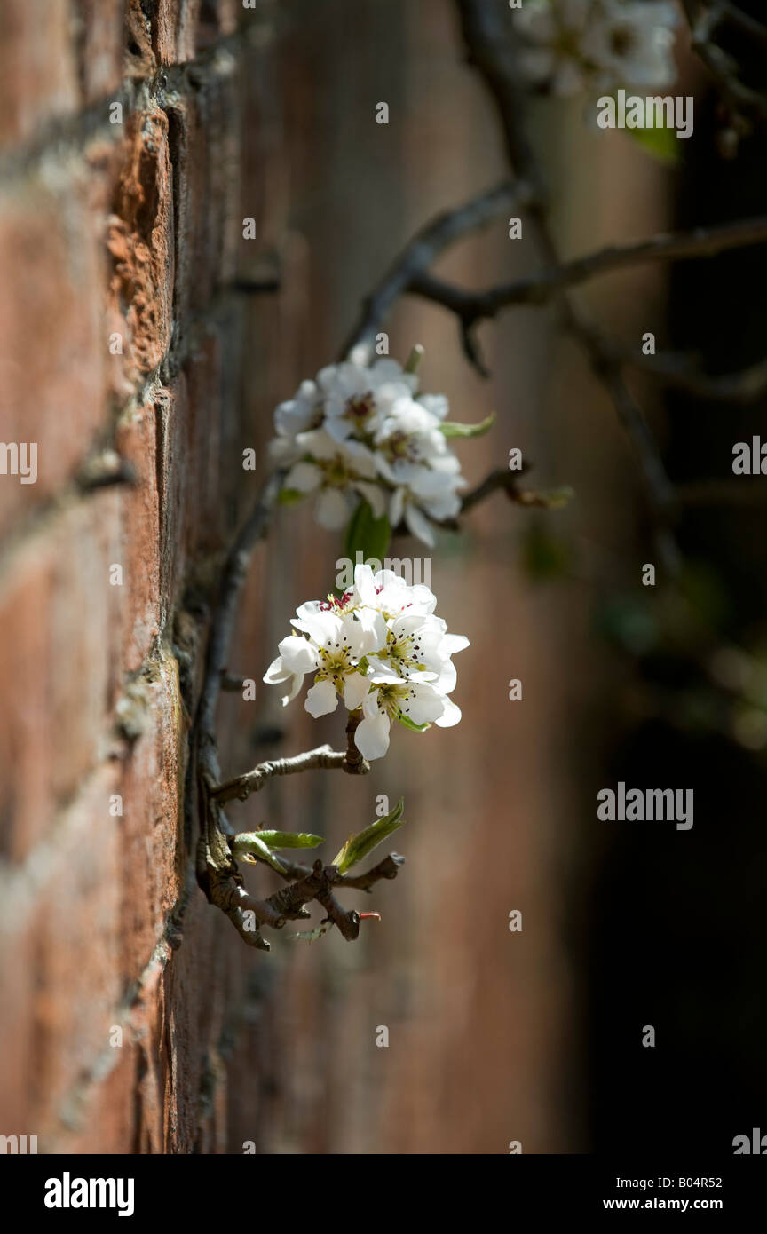 Blossom wall hi-res stock photography and images - Alamy