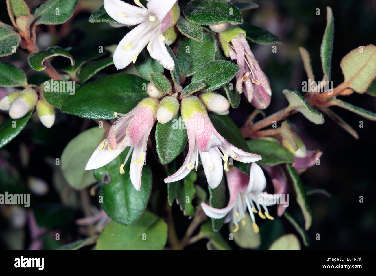 Correa alba x Correa reflexa hybrid- Family Rutaceae Stock Photo - Alamy