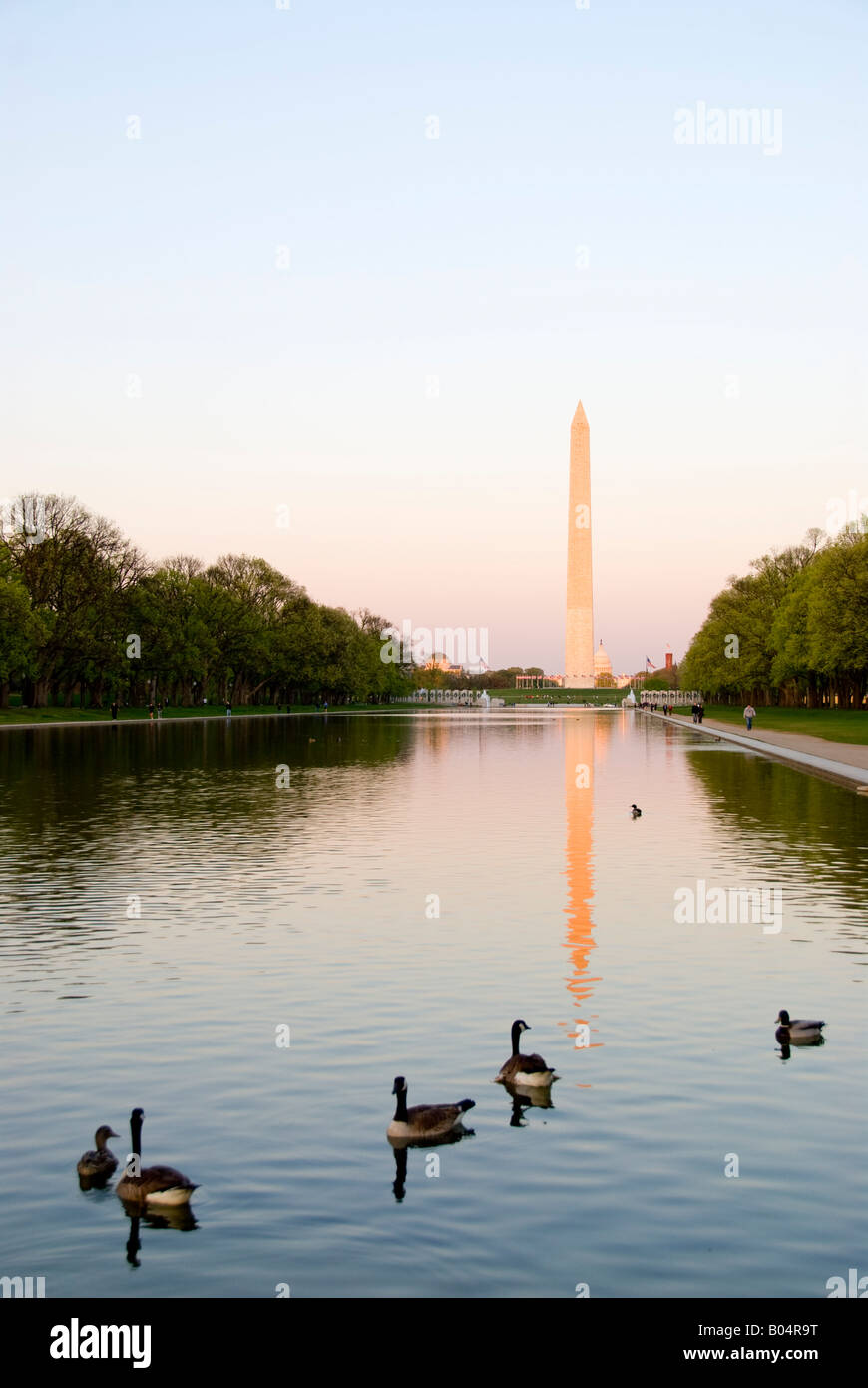 WASHINGTON DC — Canada geese swim on the Lincoln Memorial Reflecting ...