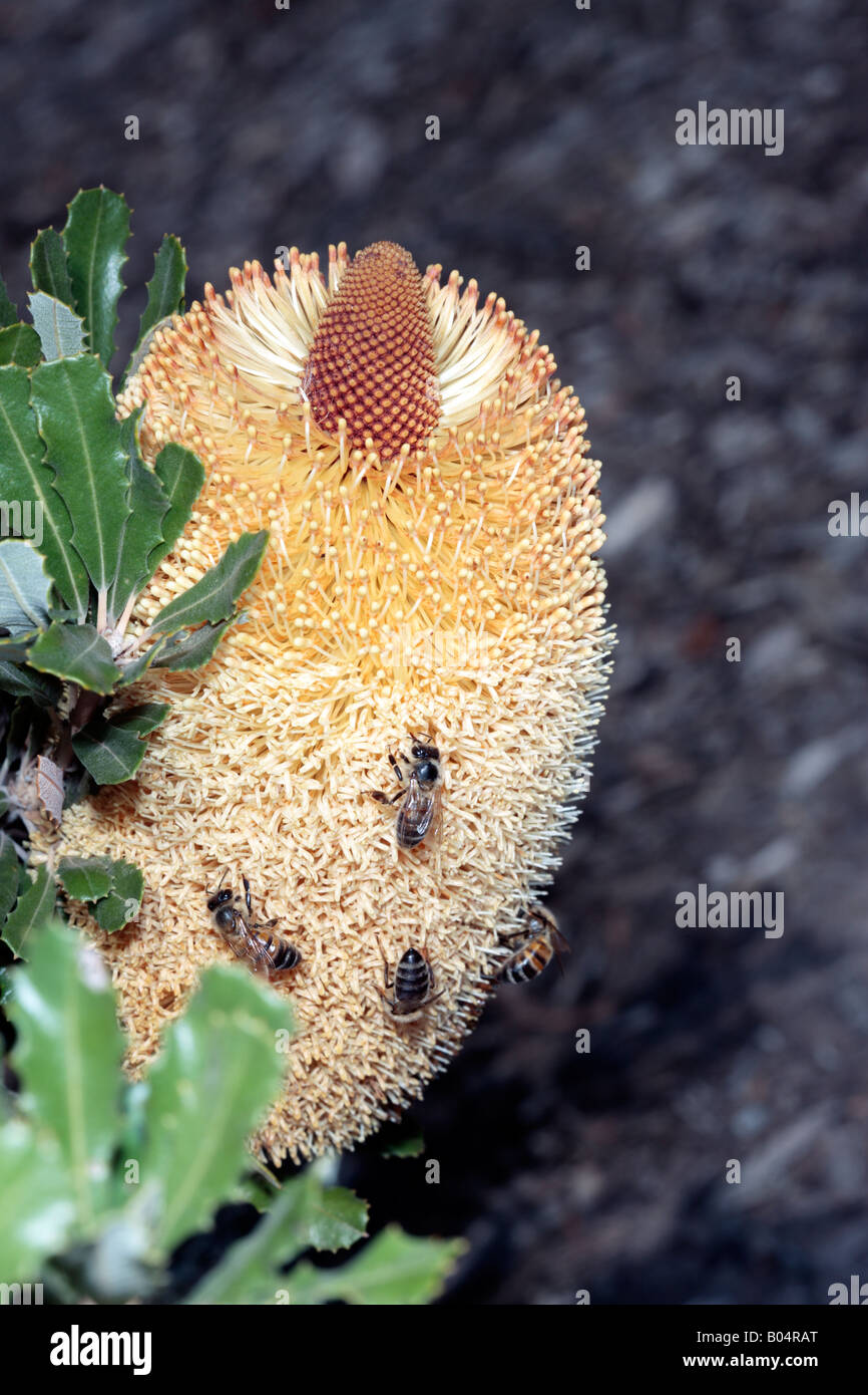 Southern Plains Banksia/Golden Stalk with Honey Bee [Apis mellifera ...