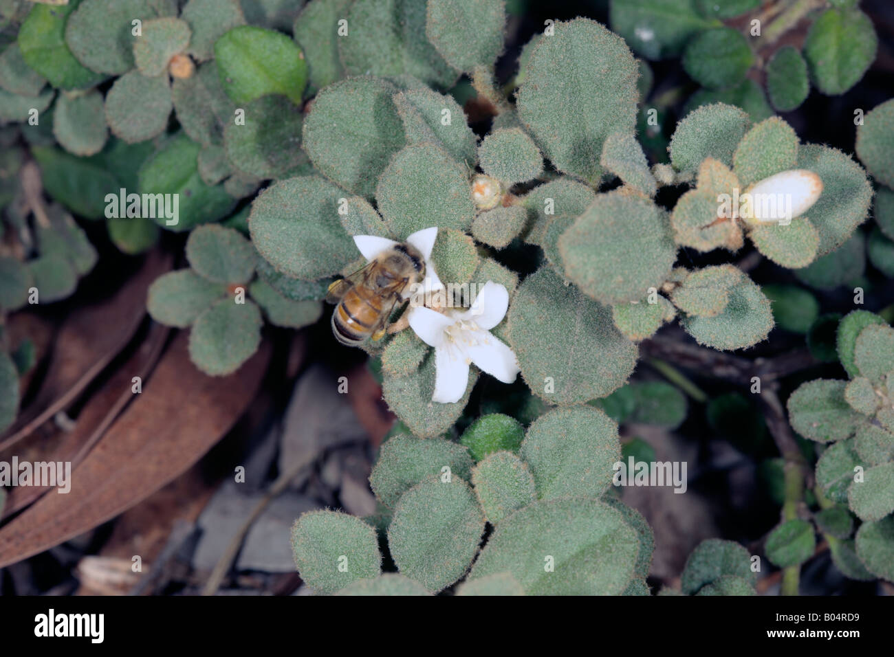 White Correa and Honey Bee-Correa alba and Apis mellifera-Family ...