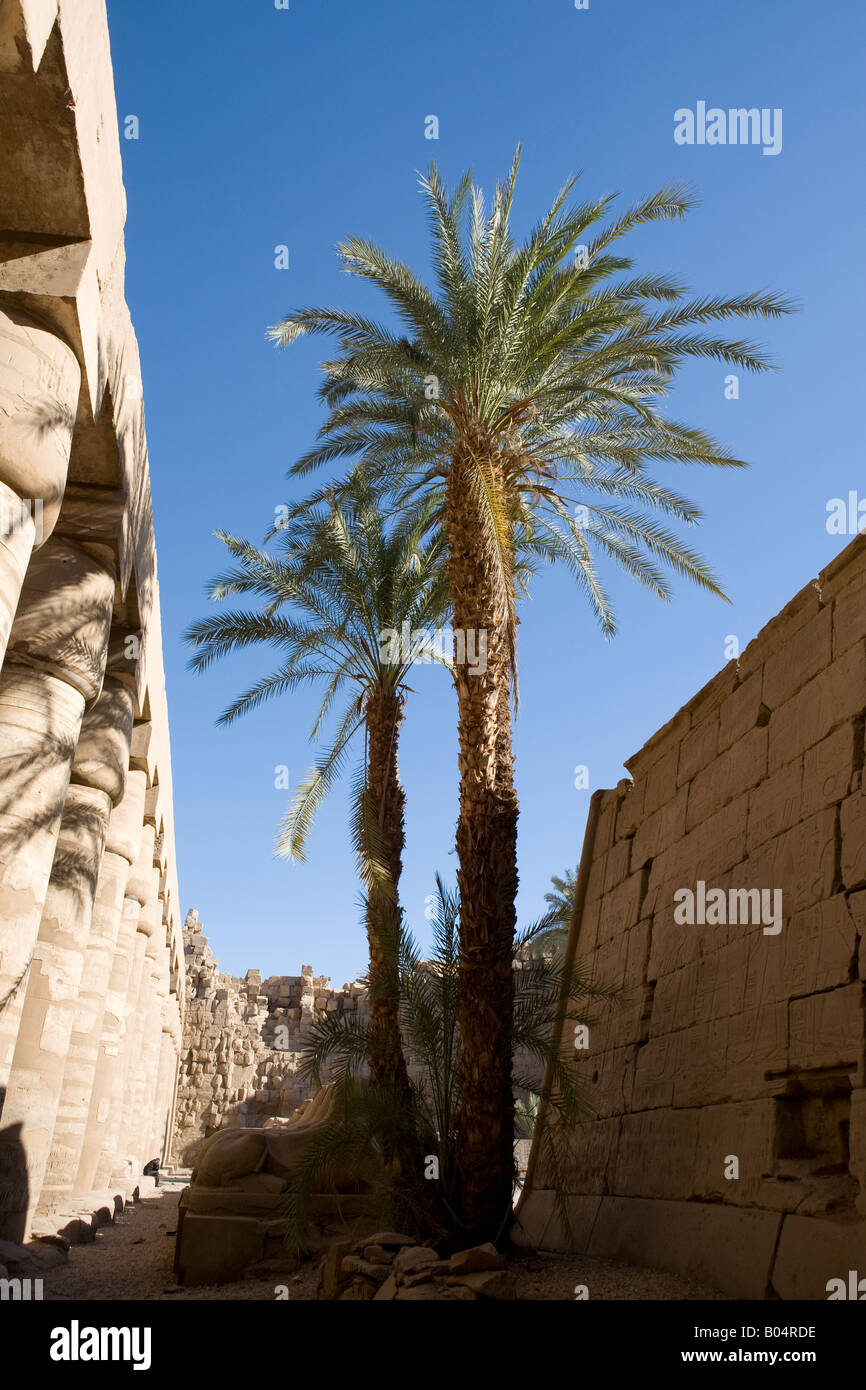 Palm trees and columns within Karnak Temple Luxor Egypt Stock Photo - Alamy