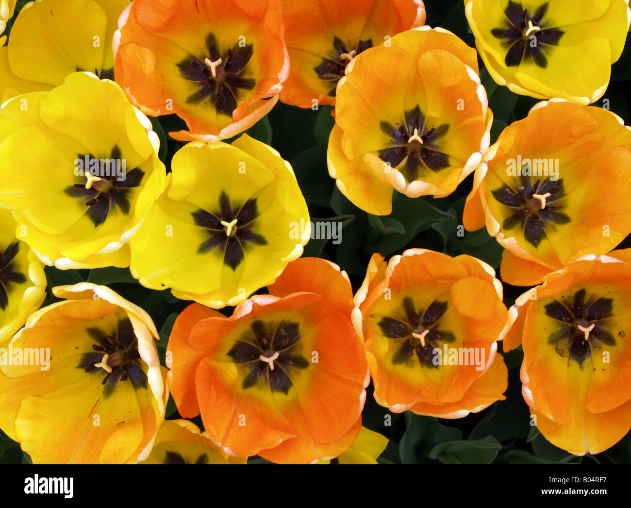 Stock image of tulips hi-res stock photography and images - Alamy