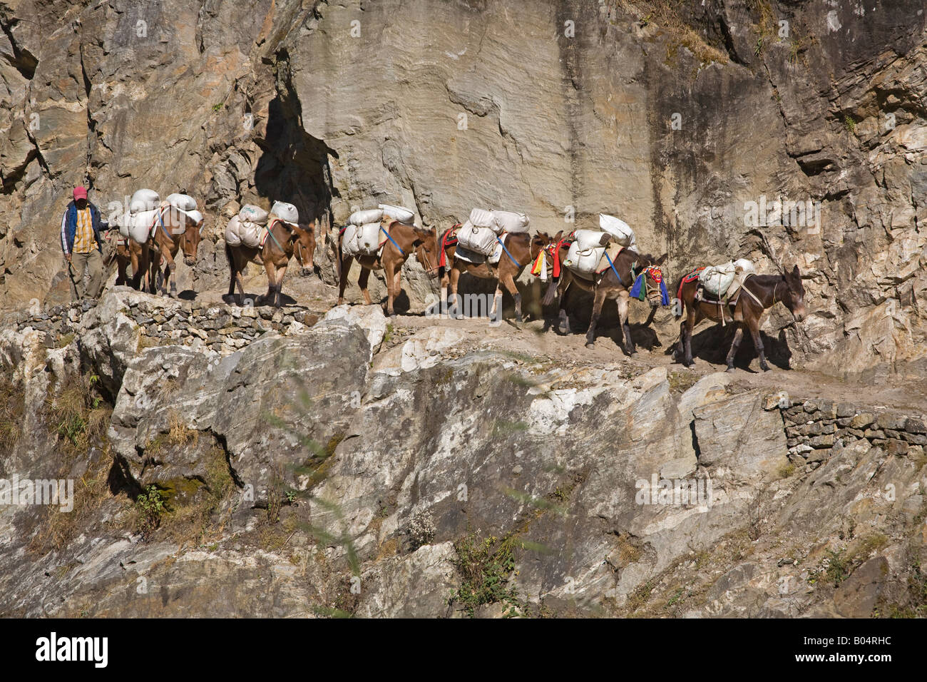 Pack mules hi-res stock photography and images - Alamy