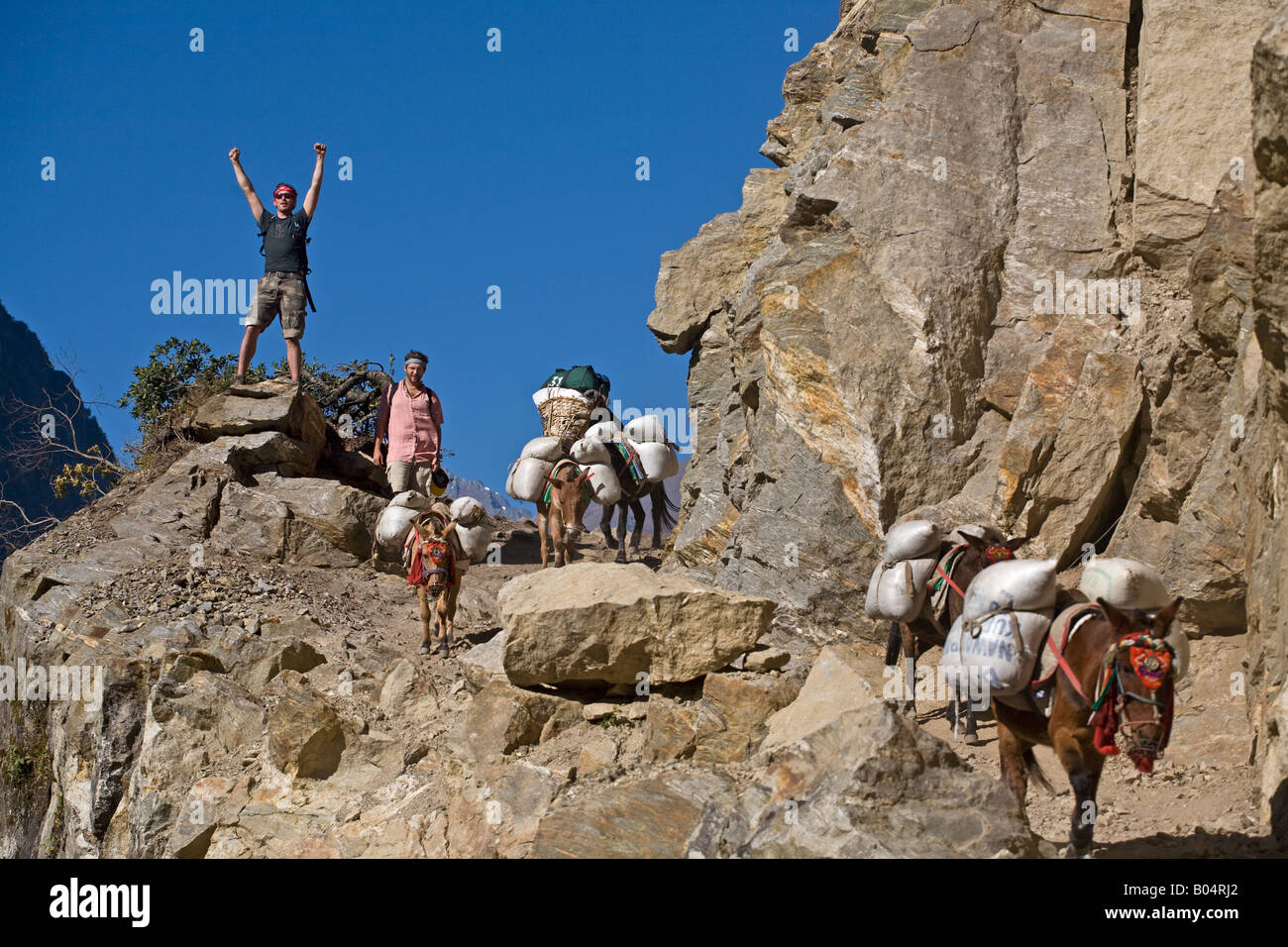 Mules carrying load hi-res stock photography and images - Alamy