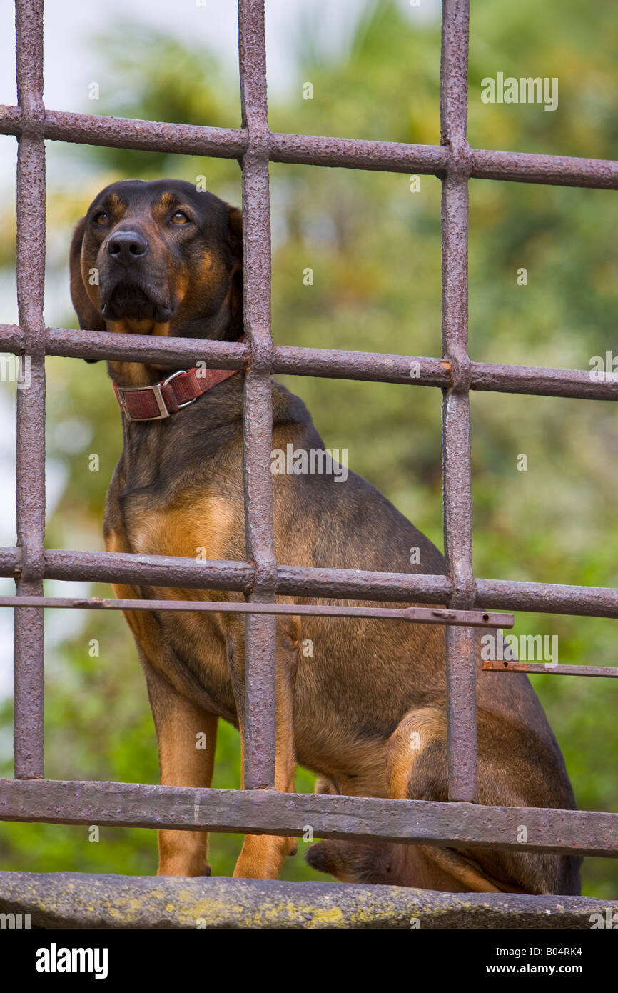 Dog sitting at a barred window in Piazza San Martino in the City of ...
