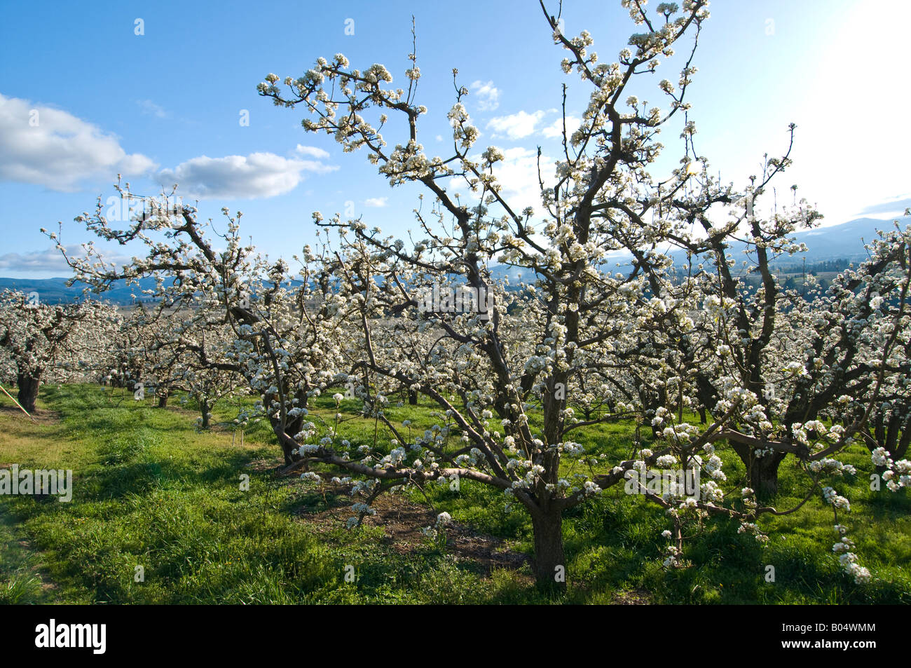 Cherry trees in bloom in Hood River Oregon Stock Photo - Alamy