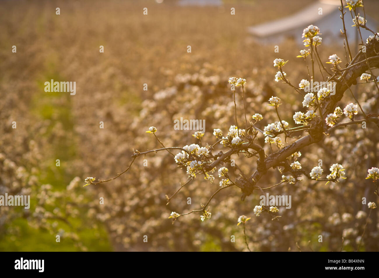 Cherry trees in bloom in Hood River Oregon Stock Photo - Alamy