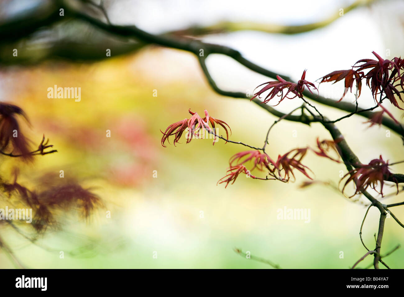 Acer palmatum bloodgood hi-res stock photography and images - Alamy