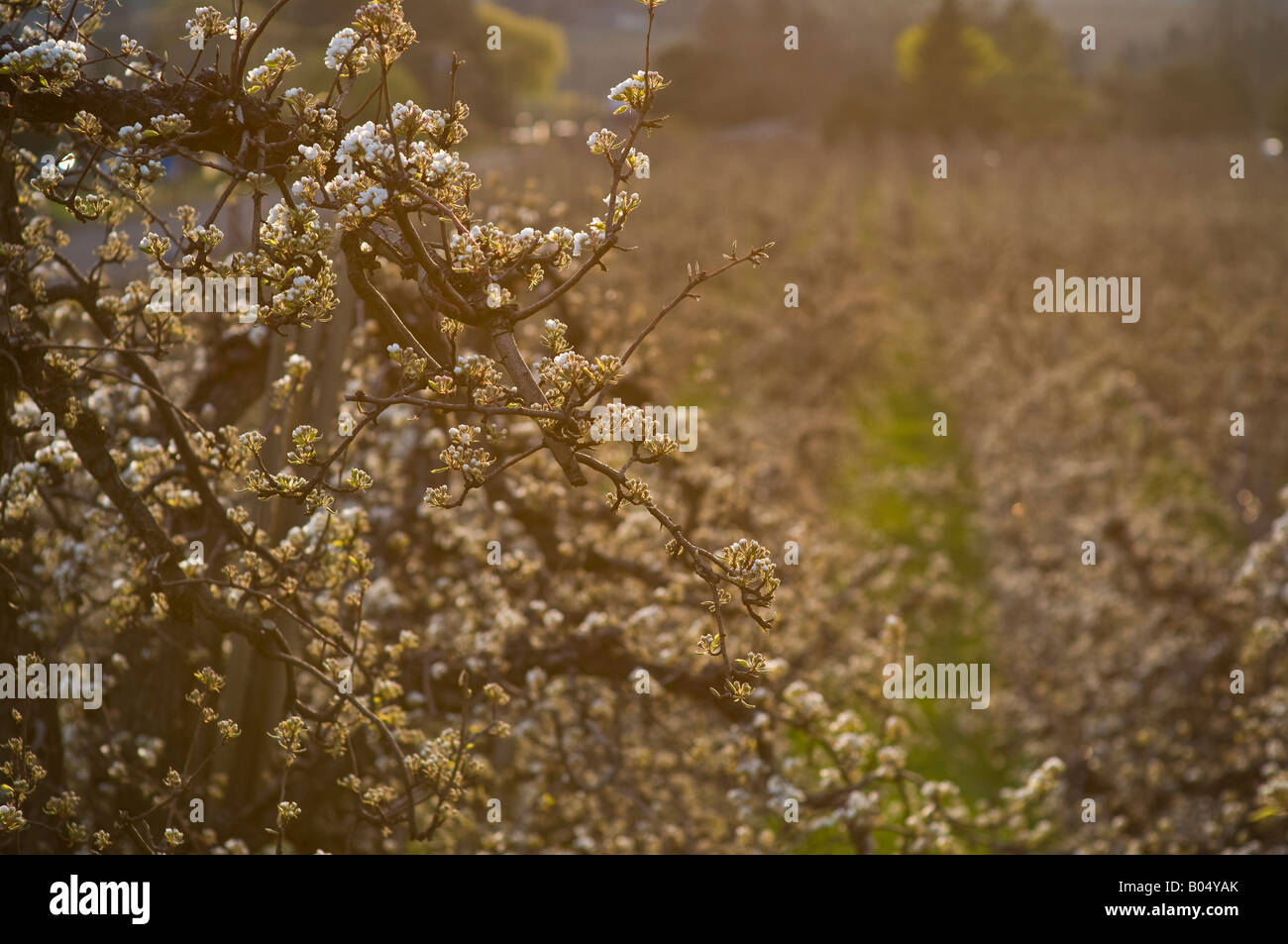 Cherry trees in bloom in Hood River Oregon Stock Photo - Alamy