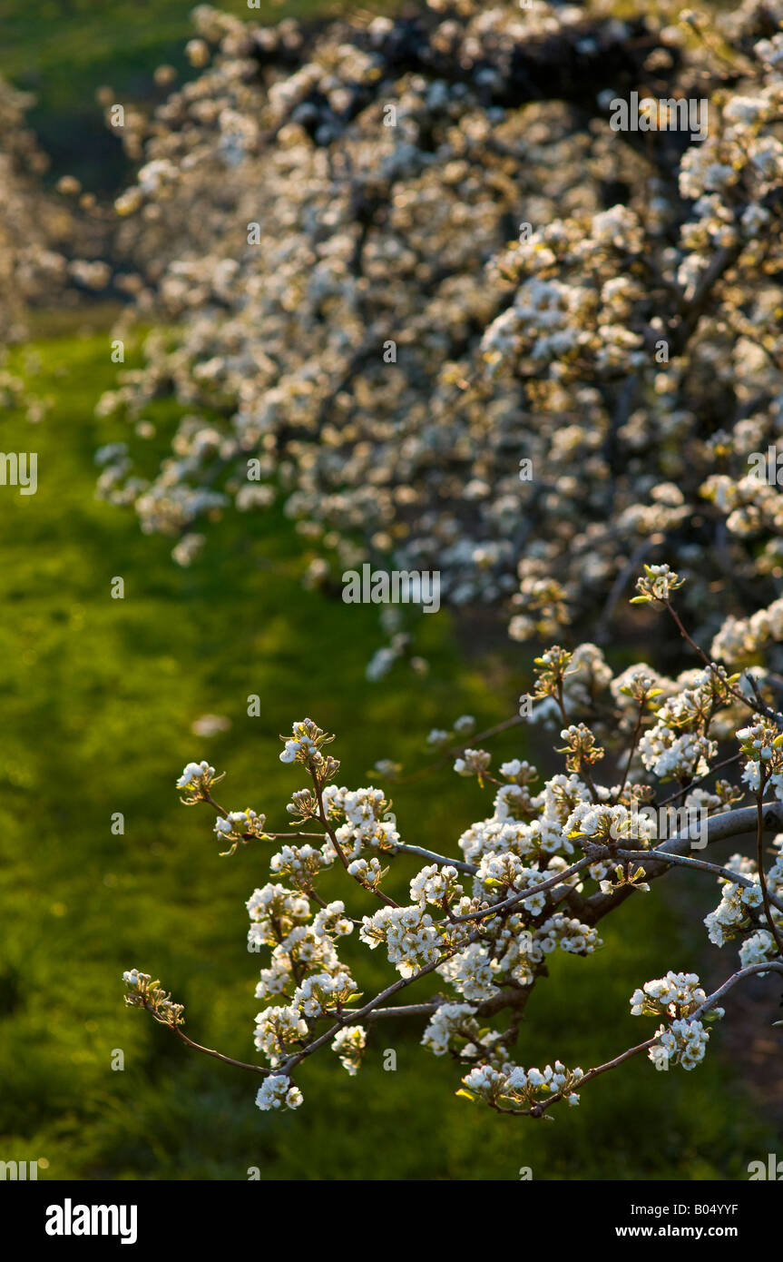 Cherry trees in bloom in Hood River Oregon Stock Photo - Alamy