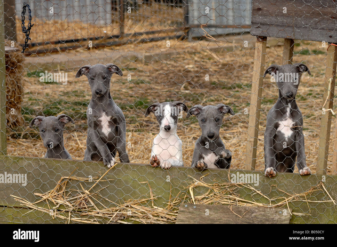 Blue Whippet Puppies Stock Photo - Alamy