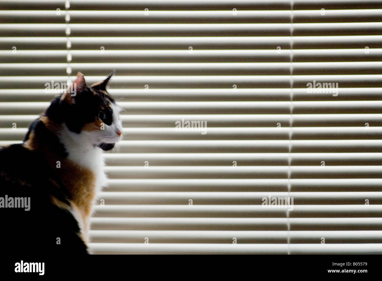 adult calico cat sitting in front of closed venetian window blinds ...
