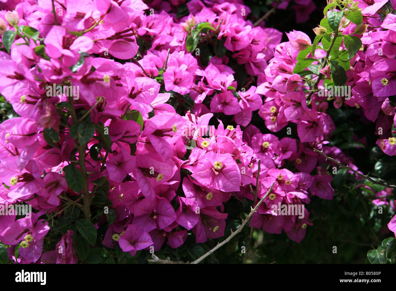 Bouganvillea on loop road through woods South of Pakanae North Island ...