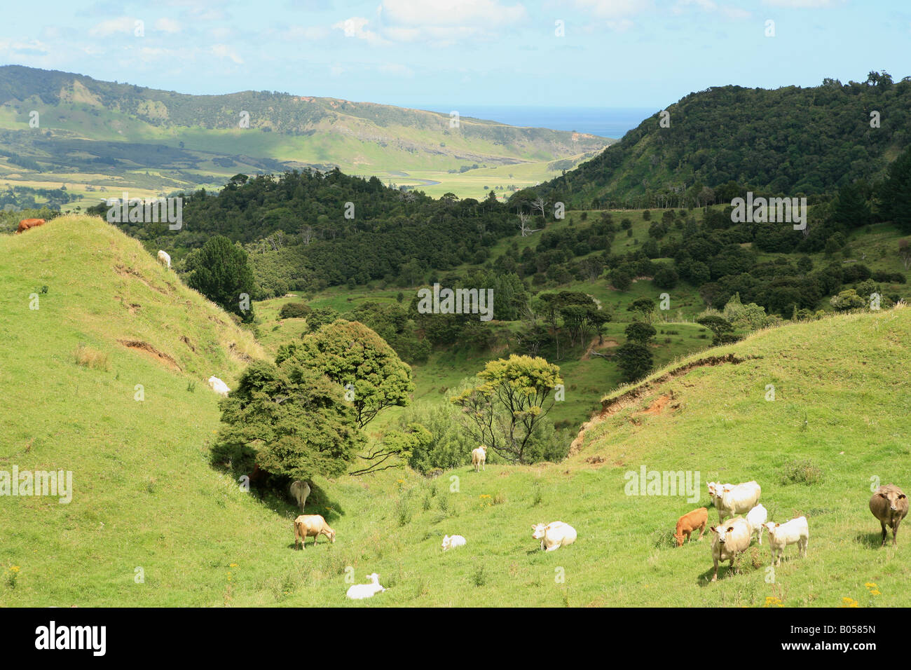 View from loop road through woods South of Pakanae Stock Photo - Alamy