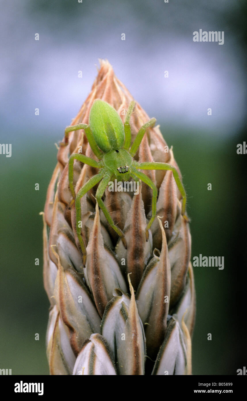Green Huntsman Spider (Micrommata virescens Stock Photo - Alamy